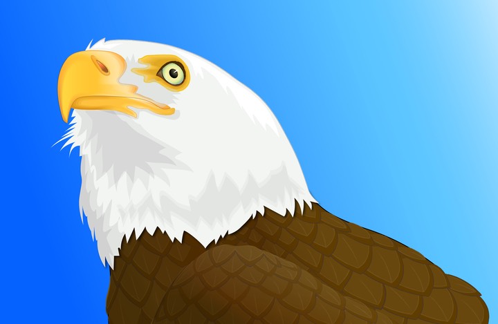 Illustrator Eagle Drawing #5 | NORM NANSTIEL, Graphic Artist | Norm ...